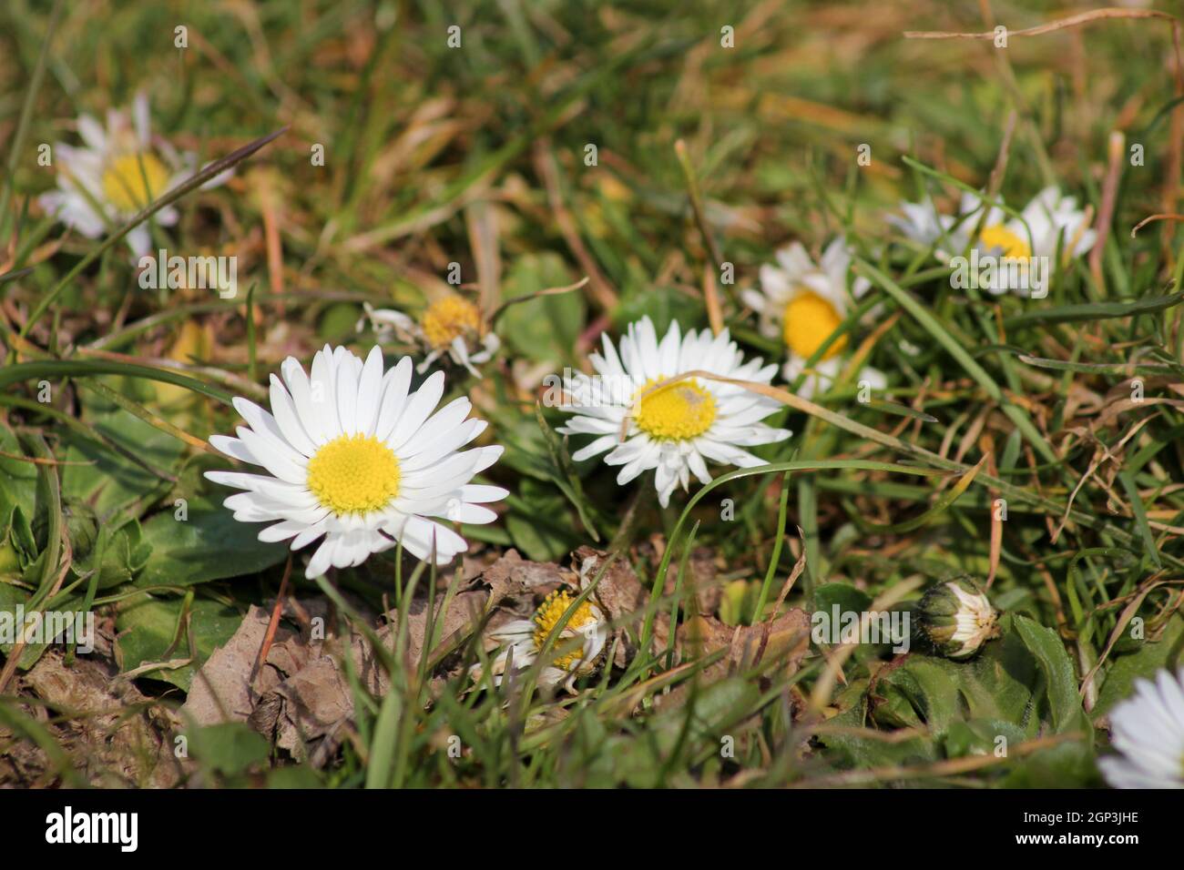 The daisy is a species of the daisy family Stock Photo - Alamy