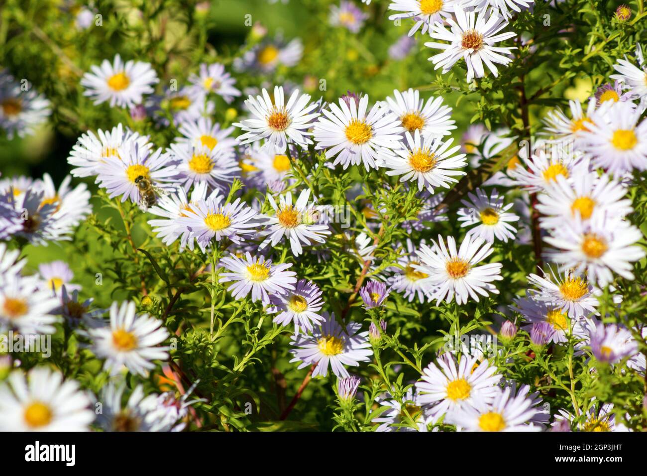The daisy is a species of the daisy family Stock Photo - Alamy
