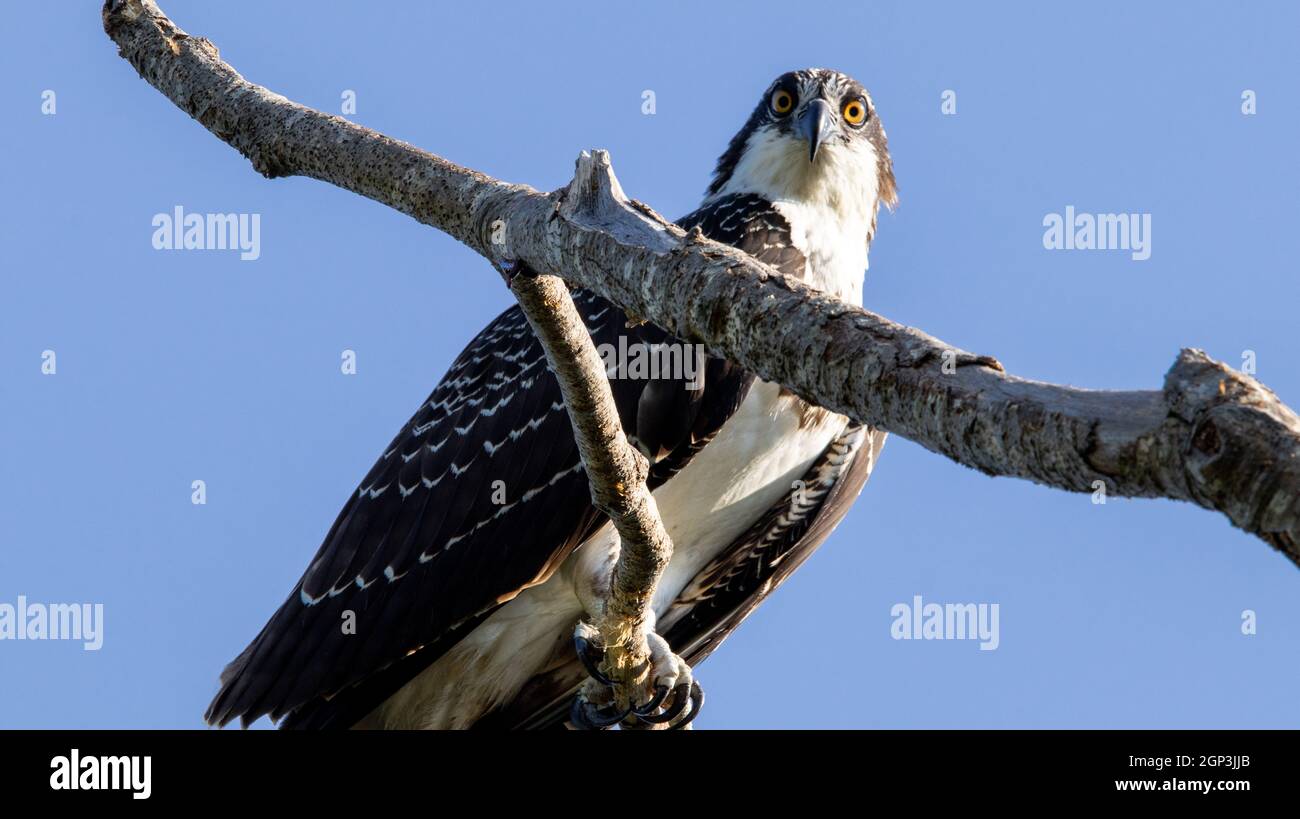 Osprey perched in a tree Stock Photo - Alamy