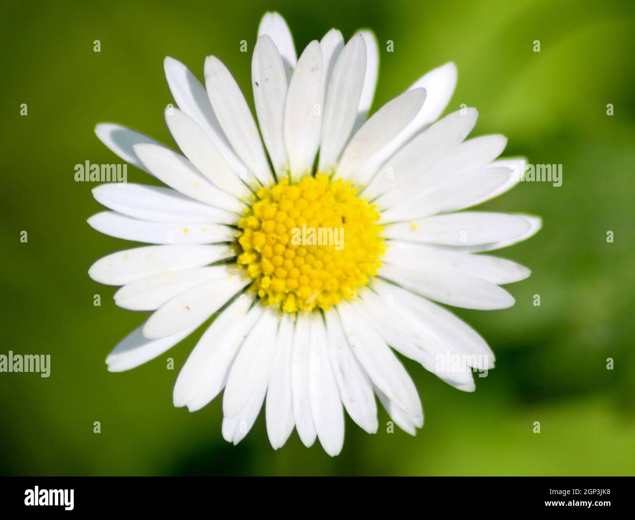 The daisy is a species of the daisy family Stock Photo - Alamy