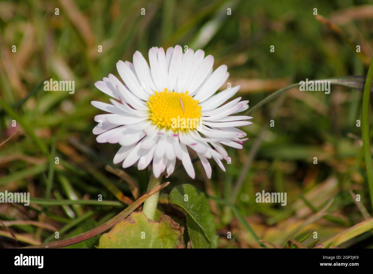 The daisy is a species of the daisy family Stock Photo - Alamy