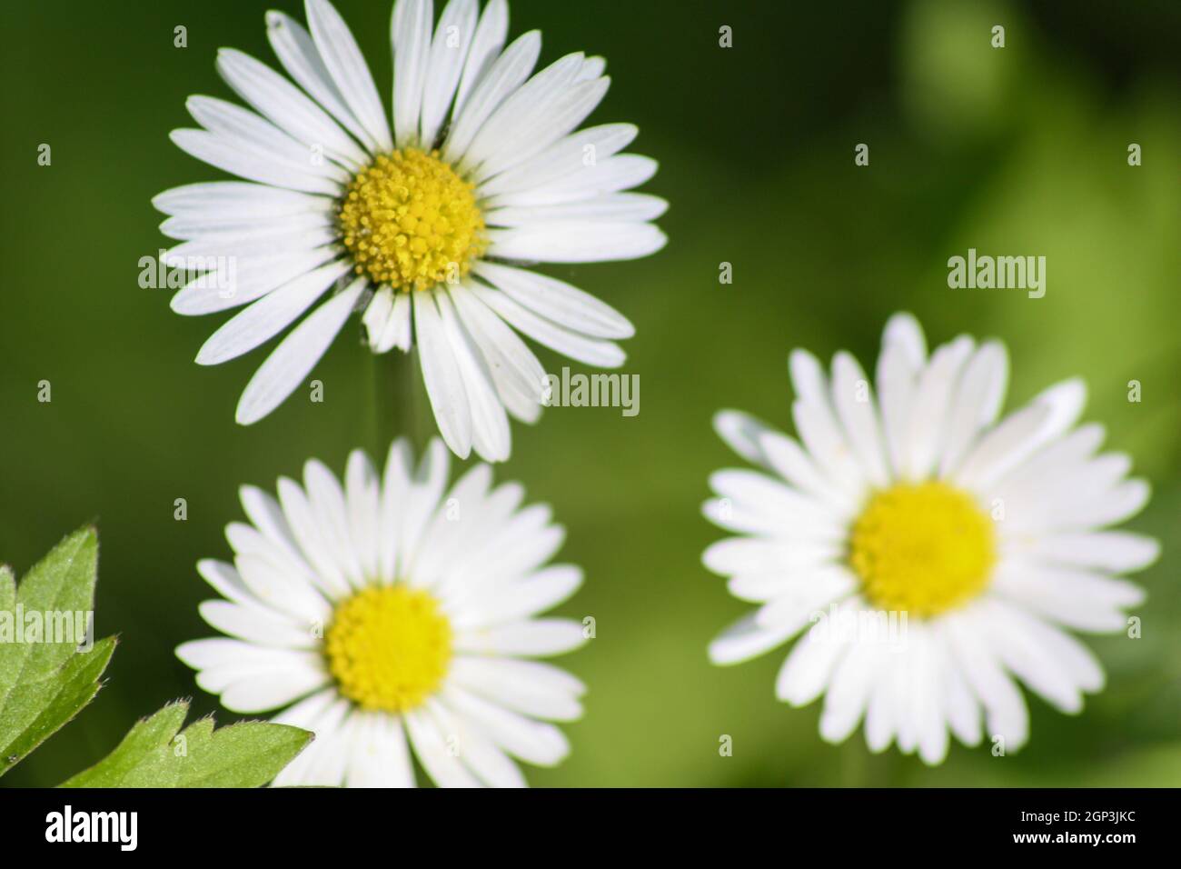 The daisy is a species of the daisy family Stock Photo - Alamy