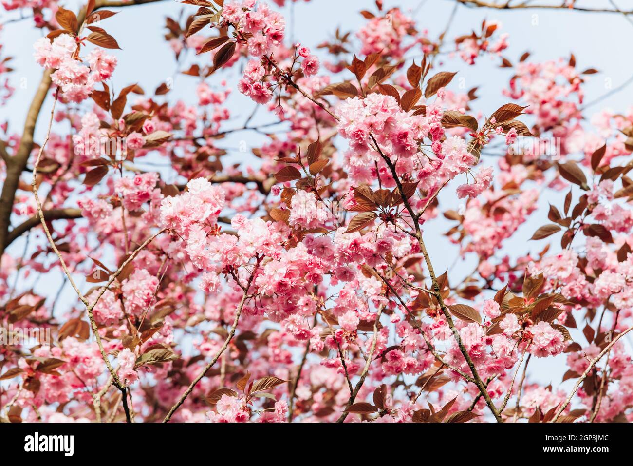 Branches of a flowering Apple tree. Blooming Apple tree in the white ...