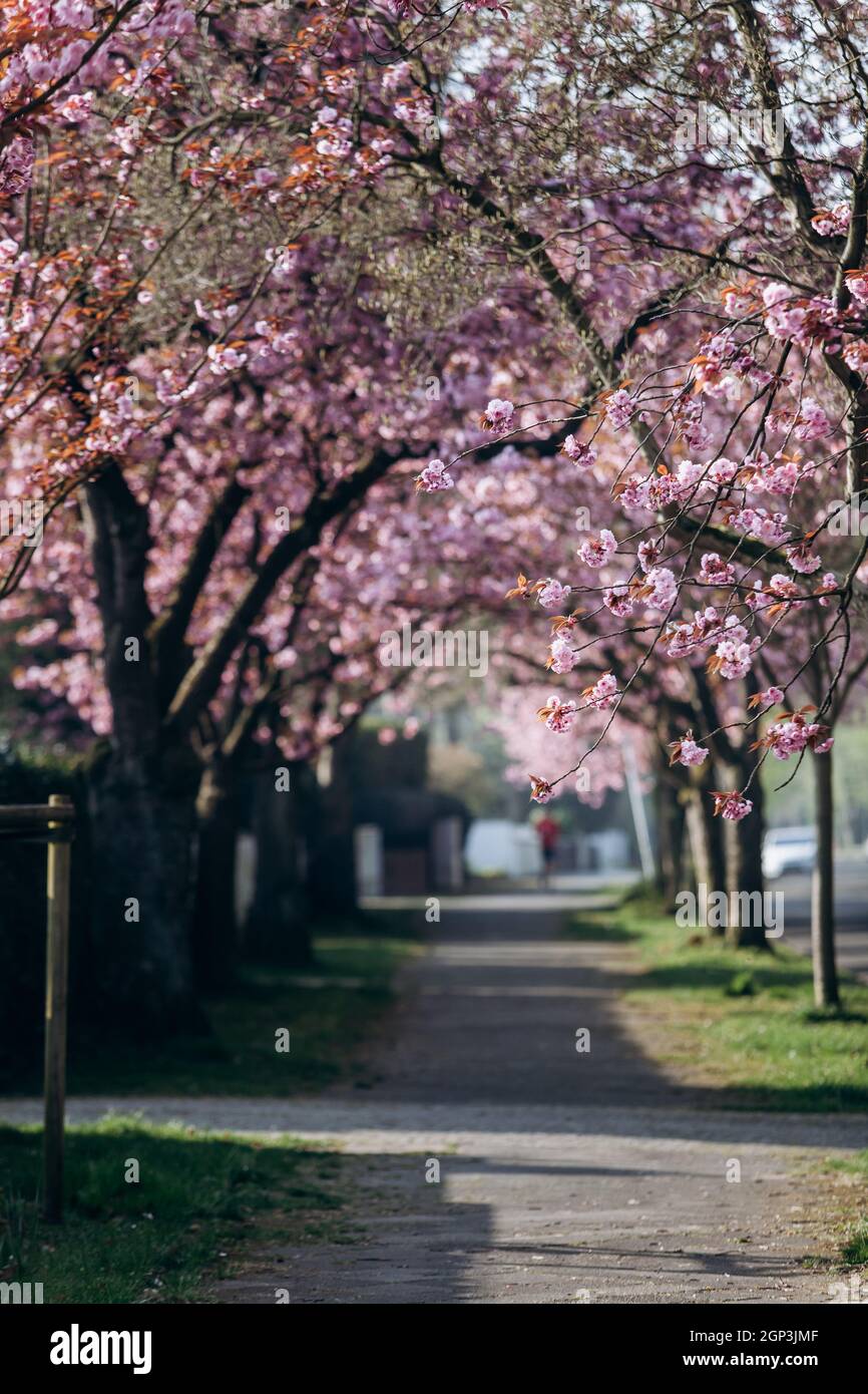 Branches of cherry blossoms. Beautiful Sakura in the garden Stock Photo ...