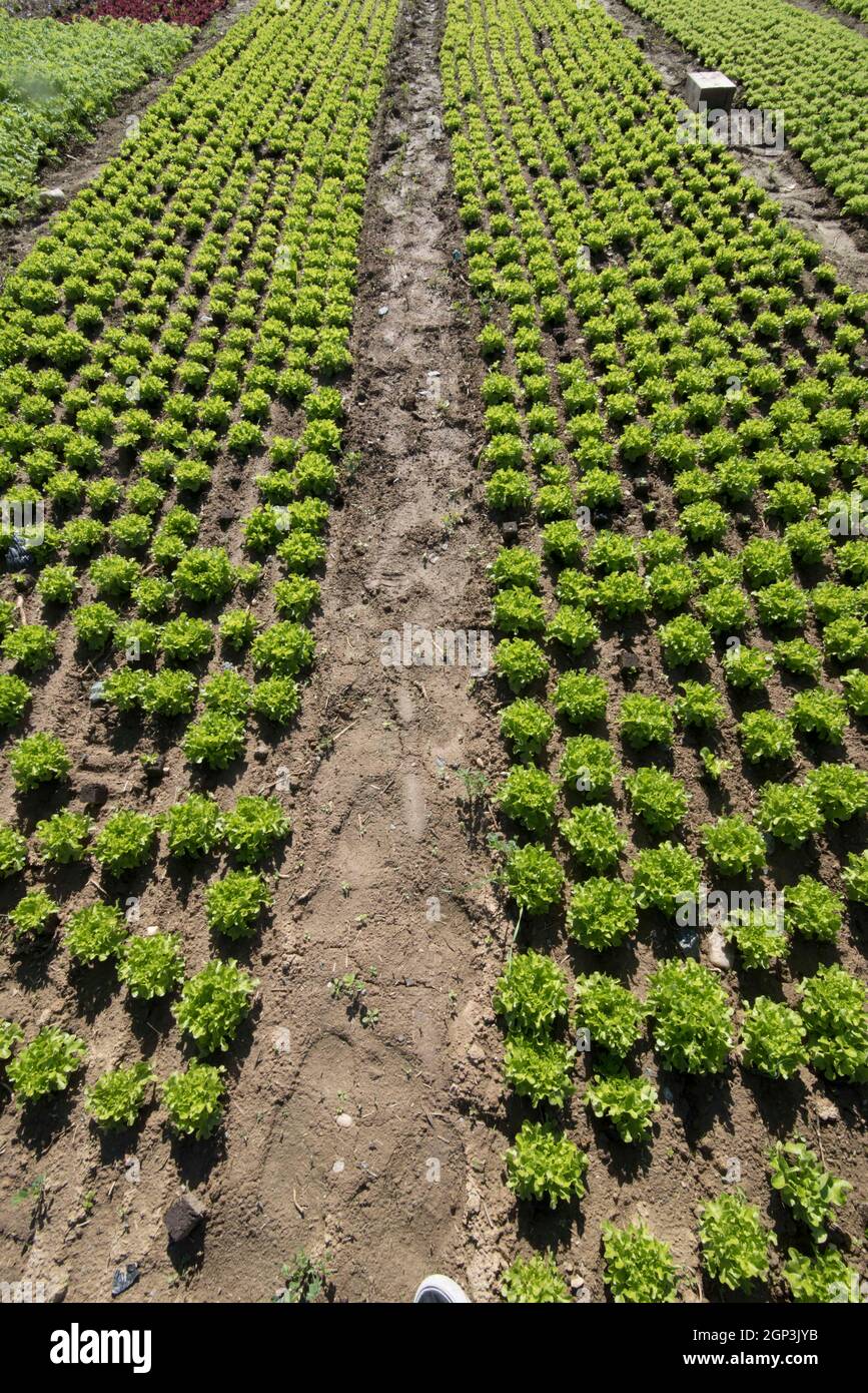 Vegetable production hi-res stock photography and images - Alamy