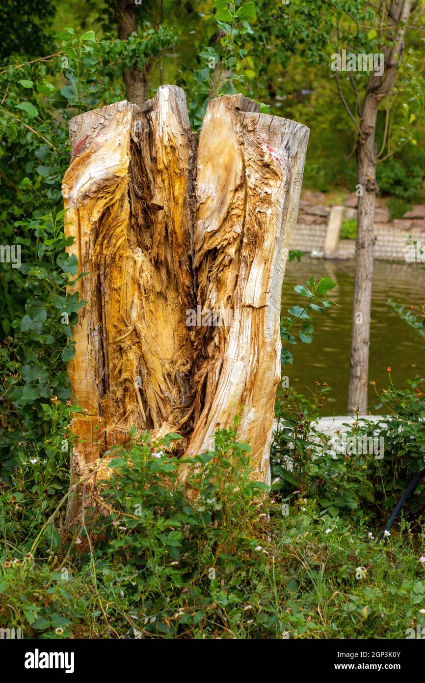 Plants growing inside a dead tree stump Stock Photo - Alamy