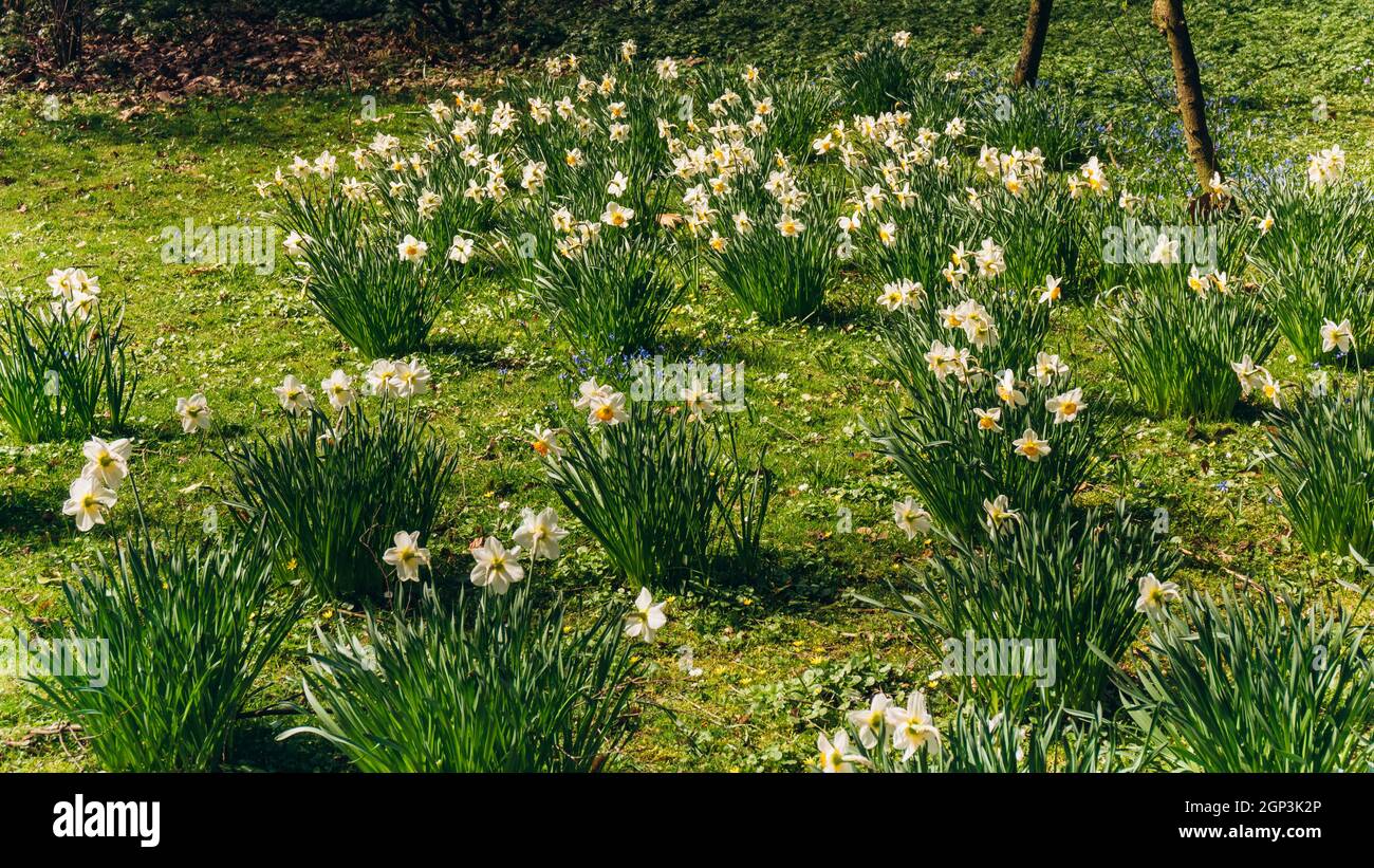 Field of Spring Daffodils. Green meadow with flowering daffodils ...