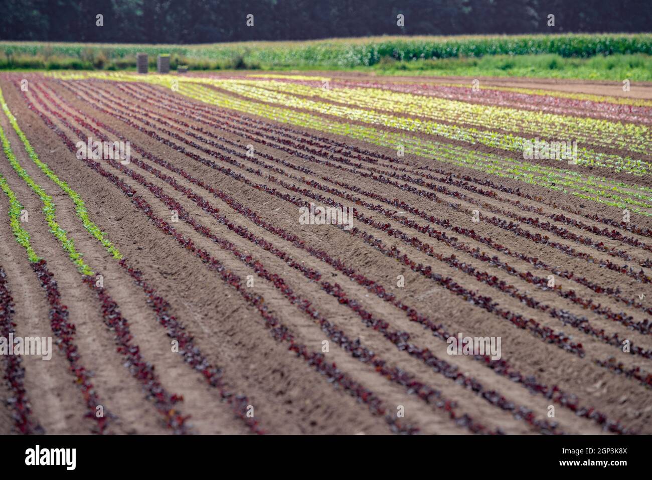 Rows of lollo rosso and lollo bianco. Newly planted lollo rosso and ...
