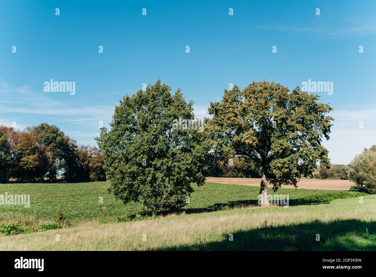 A tall broad tree hi-res stock photography and images - Alamy