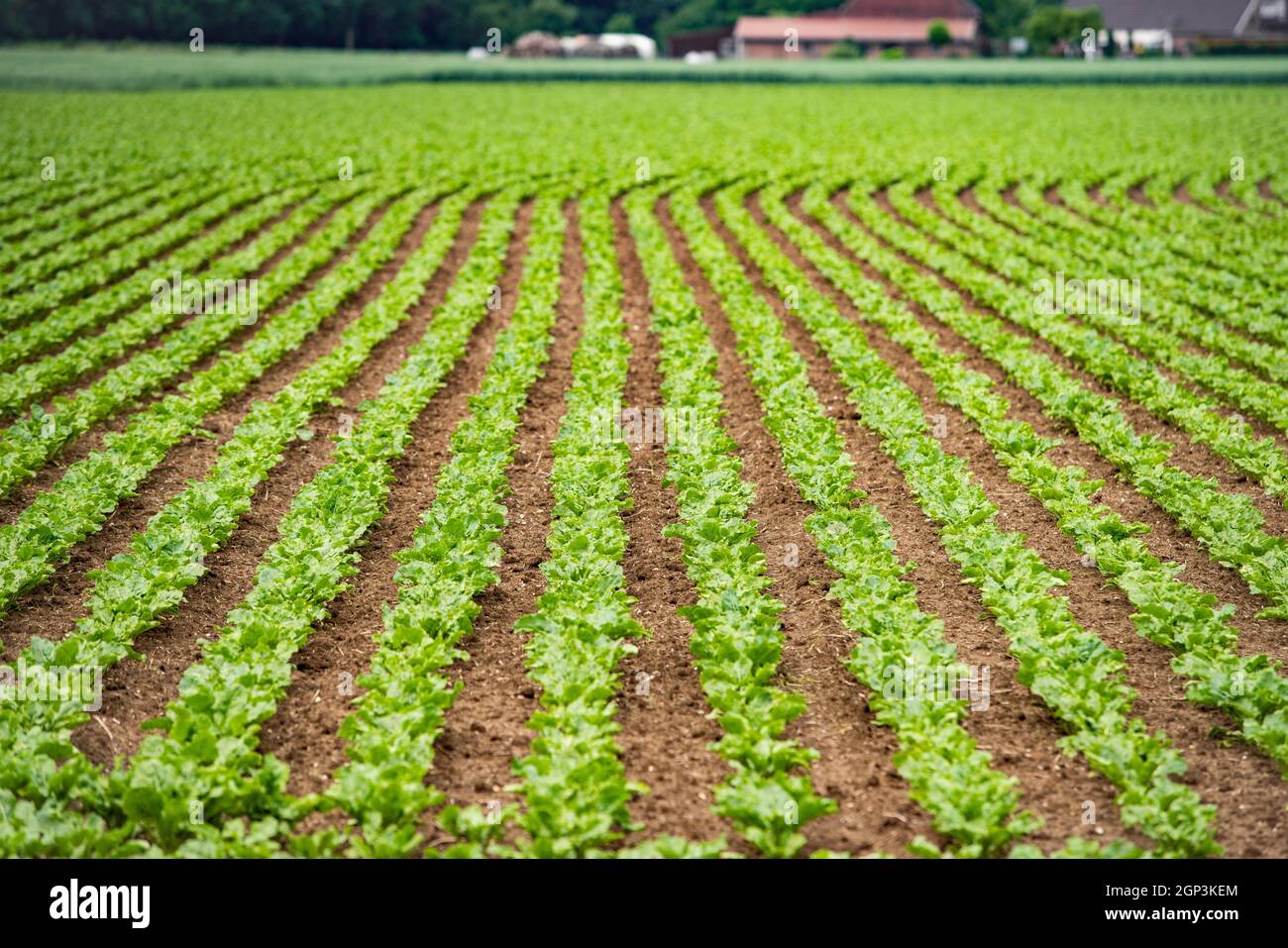 Rural vegetable fields. Lettuce, beetroot, spinach. Beautiful rural ...
