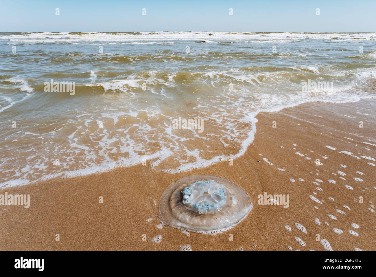 Jellyfish washed up on the beach. Jellyfish on a sandy beach near the ...