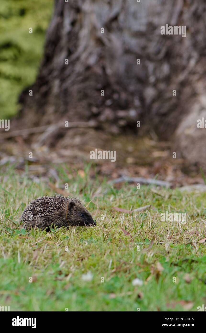 European hedgehog Erinaceus europaeus. Queens park. Invercagill. South ...