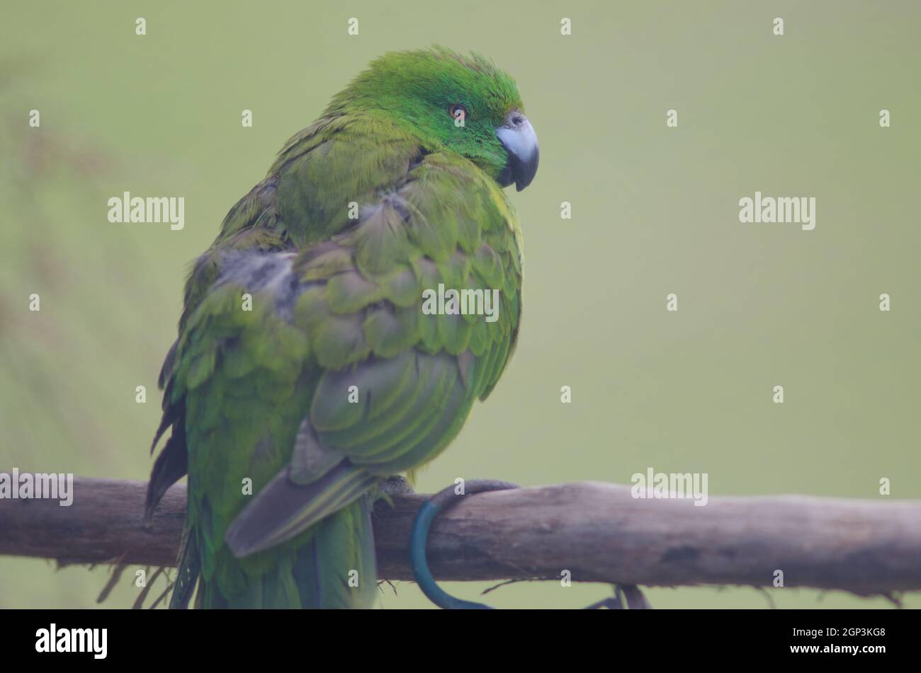 Antipodes parakeet Cyanoramphus unicolor. In captive conditions. Te ...