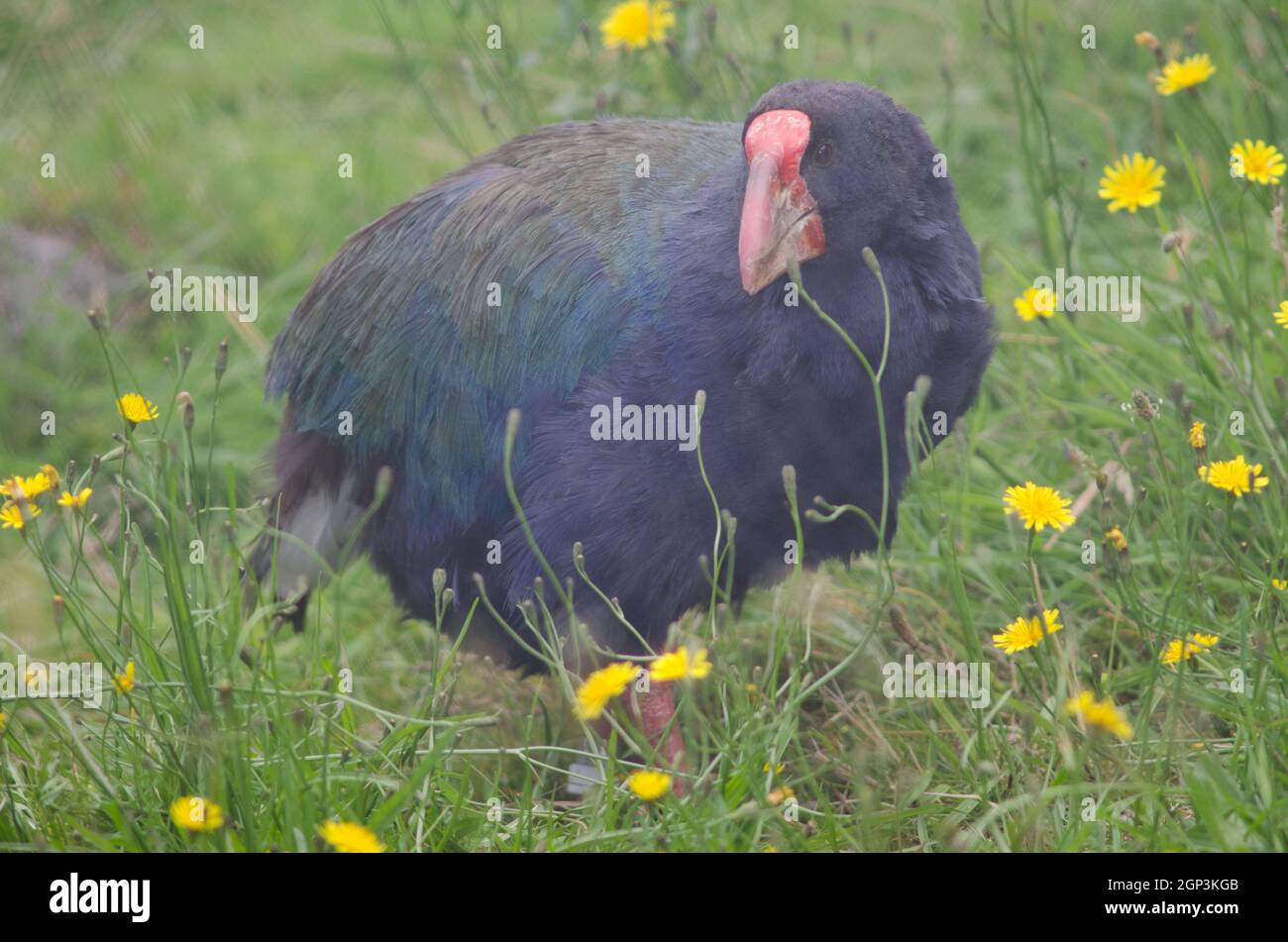 Takahe Porphyrio hochstetteri. Controlled conditions. Te Anau Bird ...