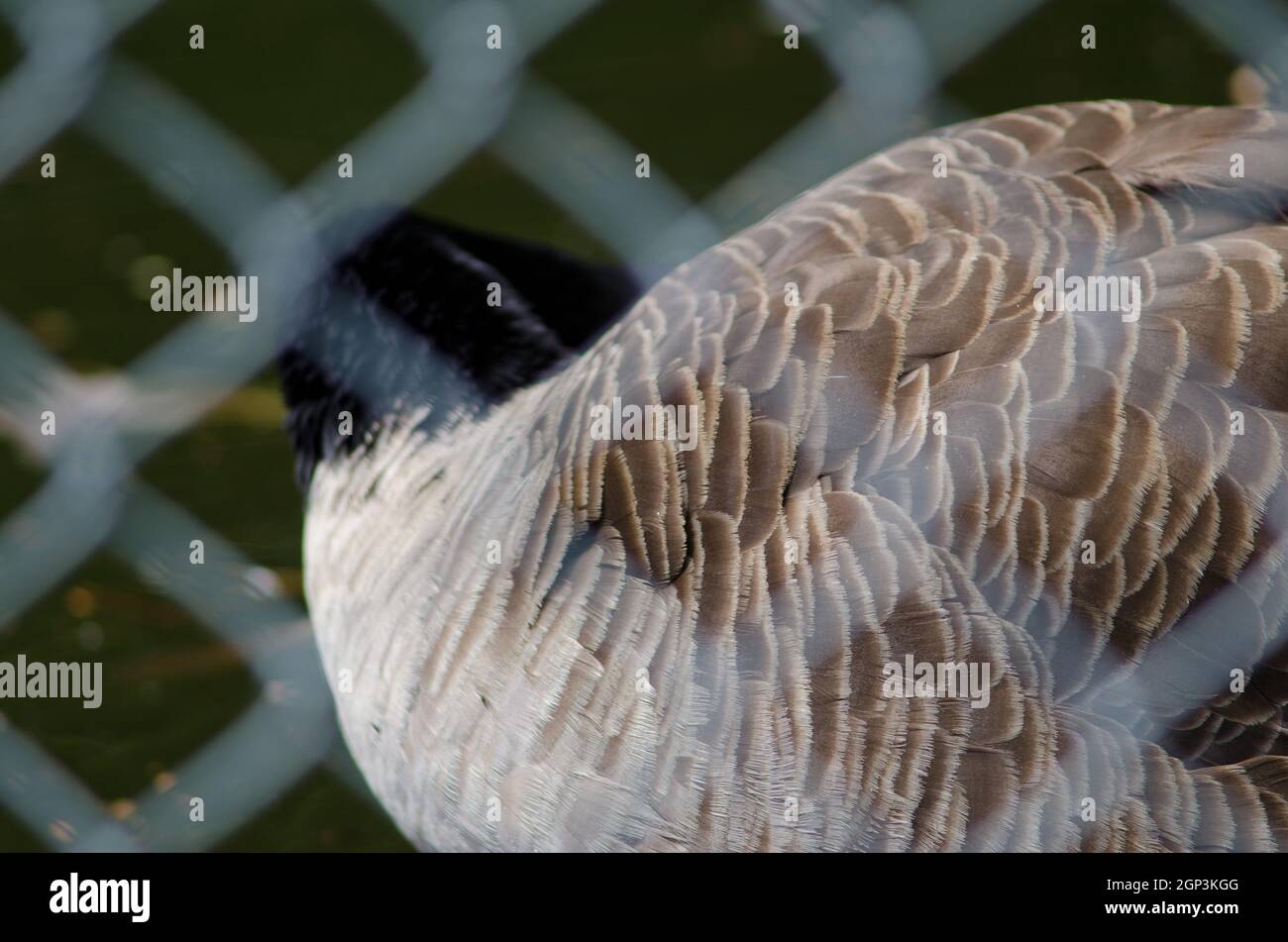 Giant Canada goose Branta canadensis maxima preening behind a grate. Te ...