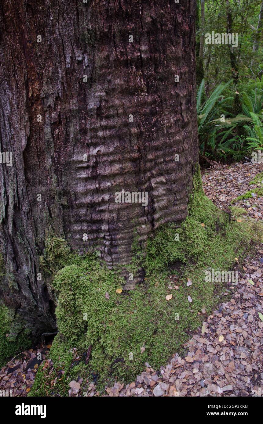 Tree in Fiordland National Park. Southland. South Island. New Zealand ...