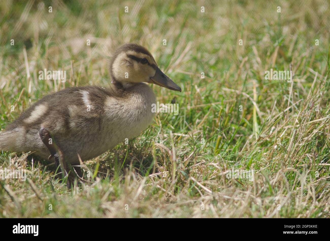 Mallard Anas platyrhynchos. Duckling. Te Anau Bird Sanctuary. Te Anau ...