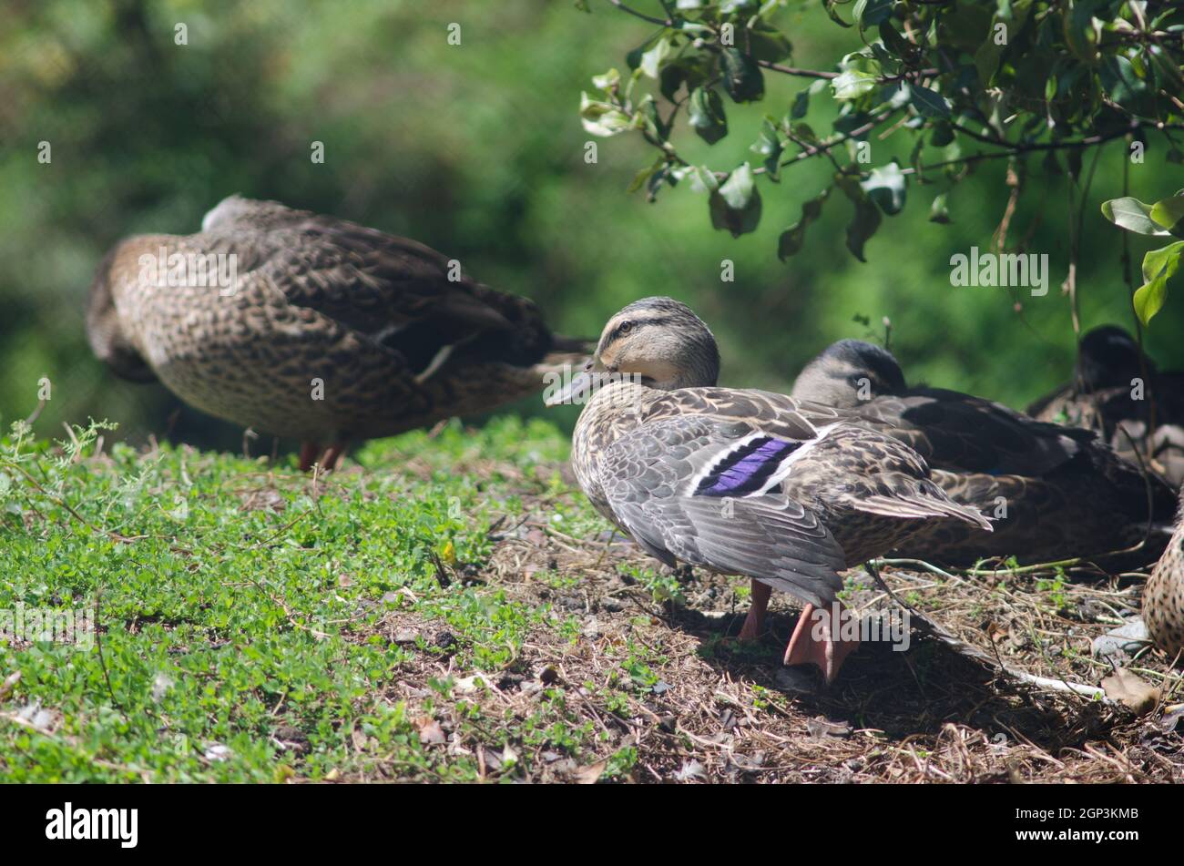 Mallard Anas platyrhynchos stretching. Te Anau Bird Sanctuary. Te Anau ...