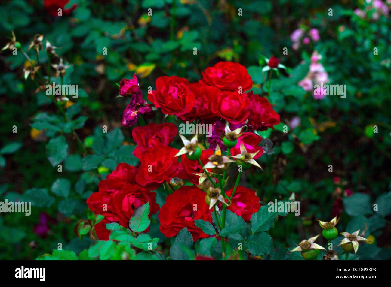 Focused red roses in the rose garden Stock Photo - Alamy