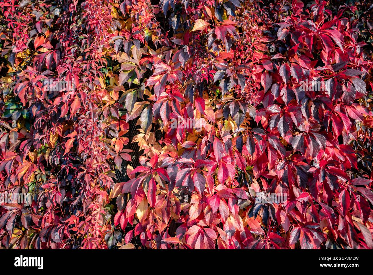 Ivy on the fence. Wild vine ivy. Lots of wild grapes. Texture of wild ...