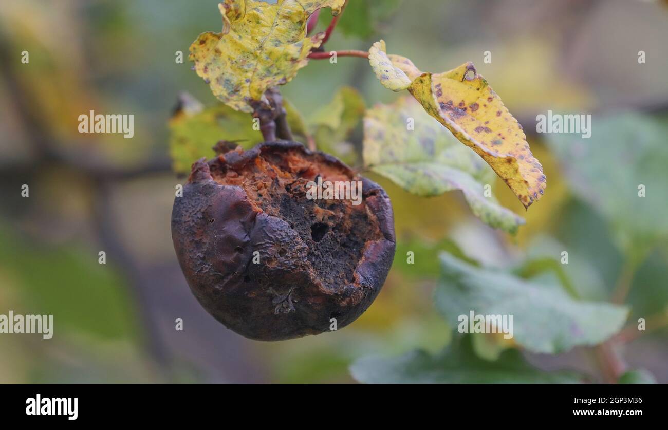 Rotted apple hi-res stock photography and images - Alamy