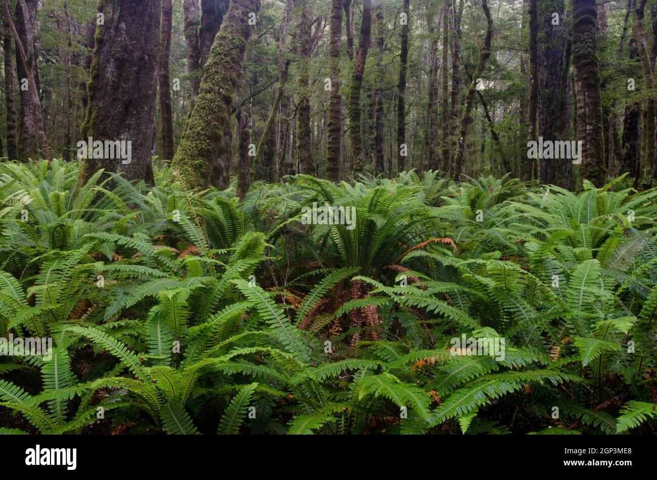 Rainforest with crown ferns Lomaria discolor. Fiordland National Park ...