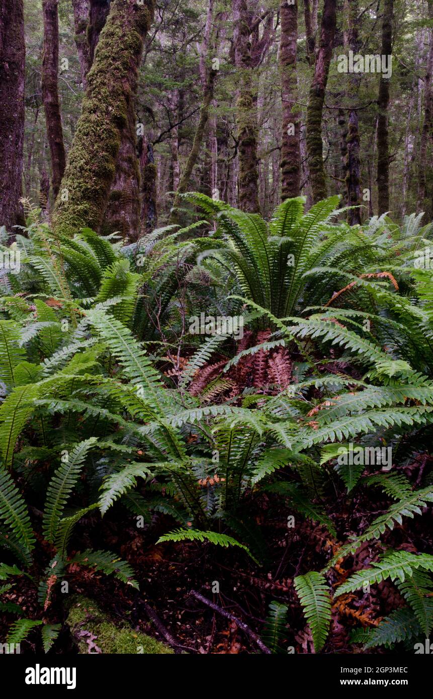 Rainforest with crown ferns Lomaria discolor. Fiordland National Park ...
