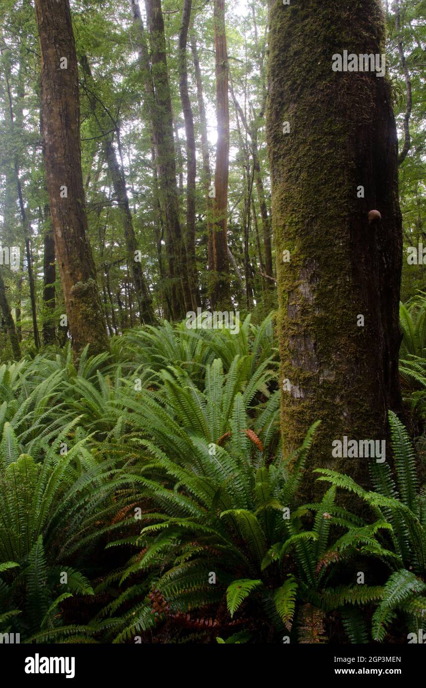 Rainforest with crown ferns Lomaria discolor. Fiordland National Park ...