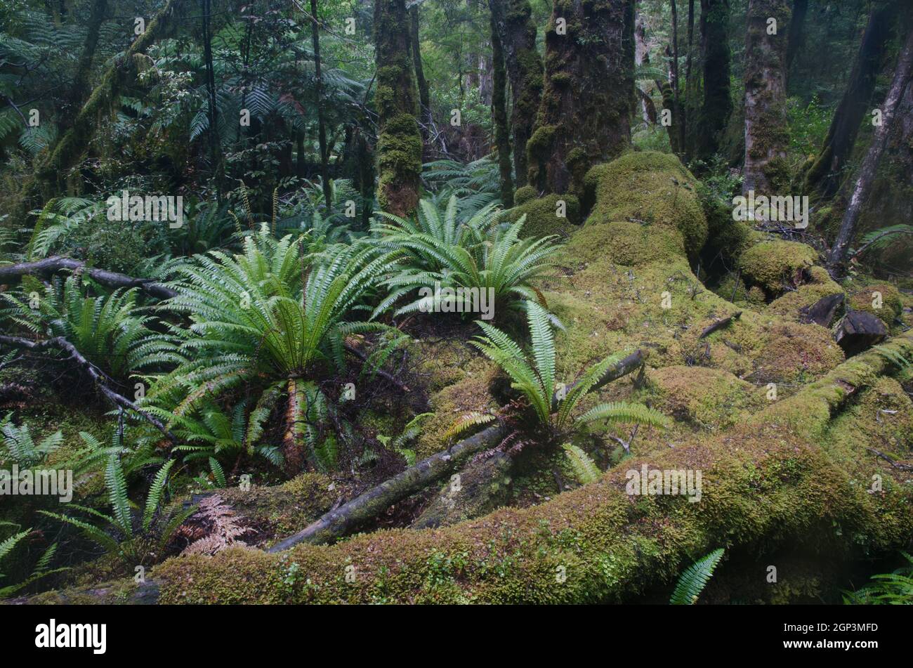 Rainforest with crown ferns Lomaria discolor. Fiordland National Park ...