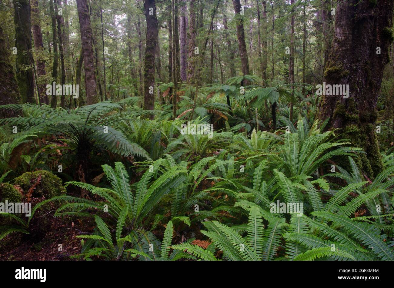 Rainforest with New Zealand tree ferns Dicksonia squarrosa and crown ...