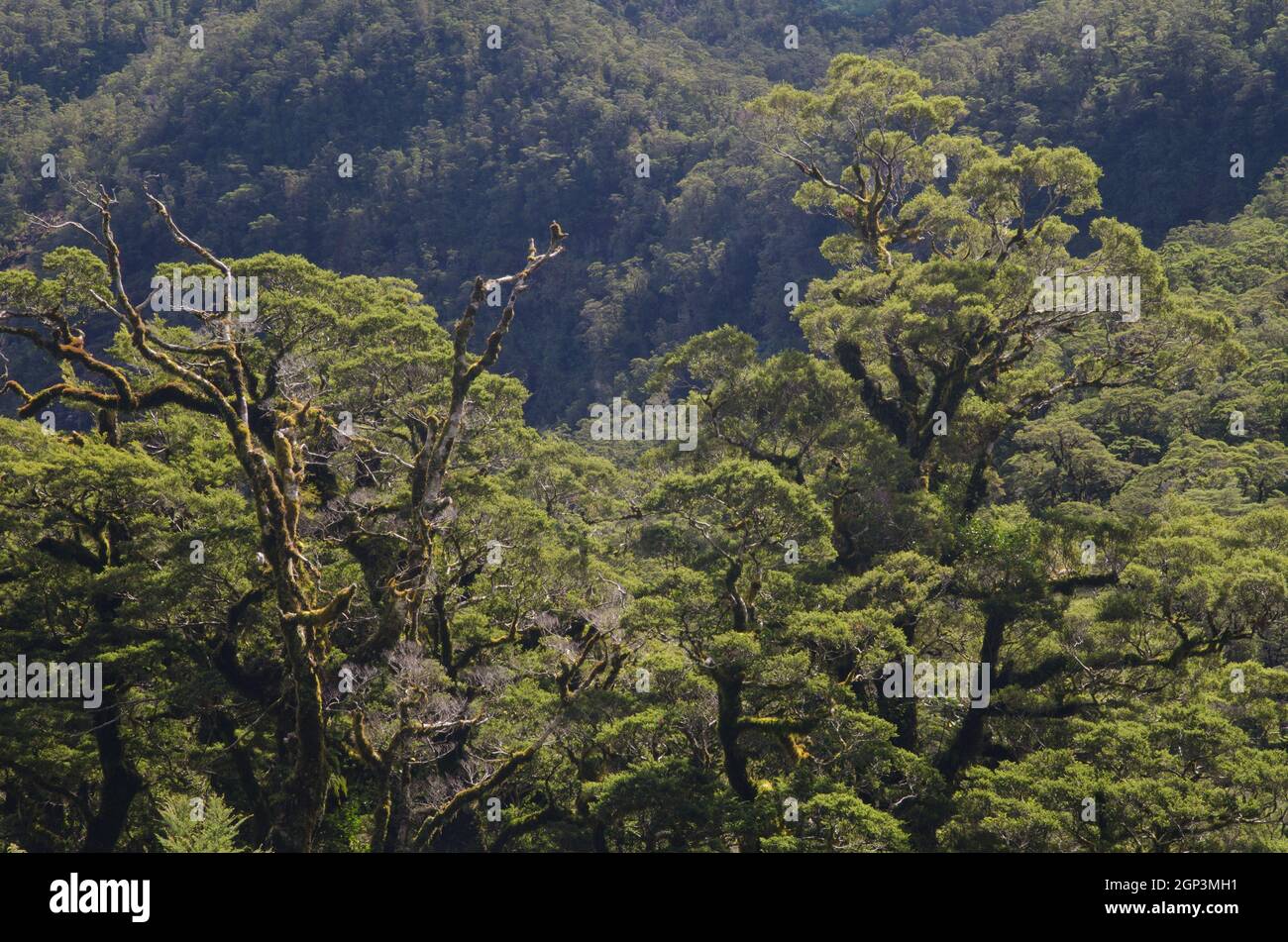 Rainforest in Fiordland National Park. Southland. South Island. New ...