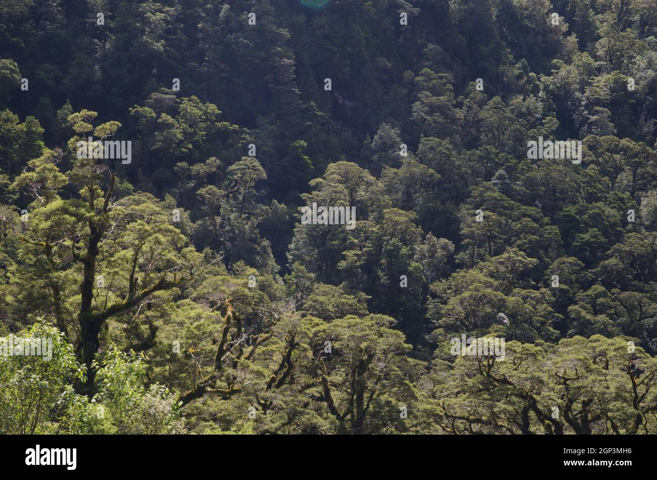 Rainforest in Fiordland National Park. Southland. South Island. New ...