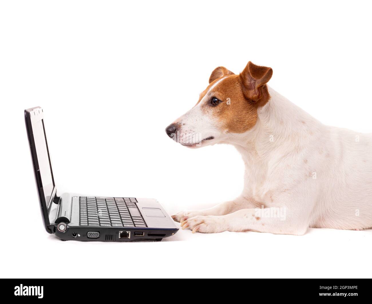 jack russell dog using a computer and browsing the internet Stock Photo ...