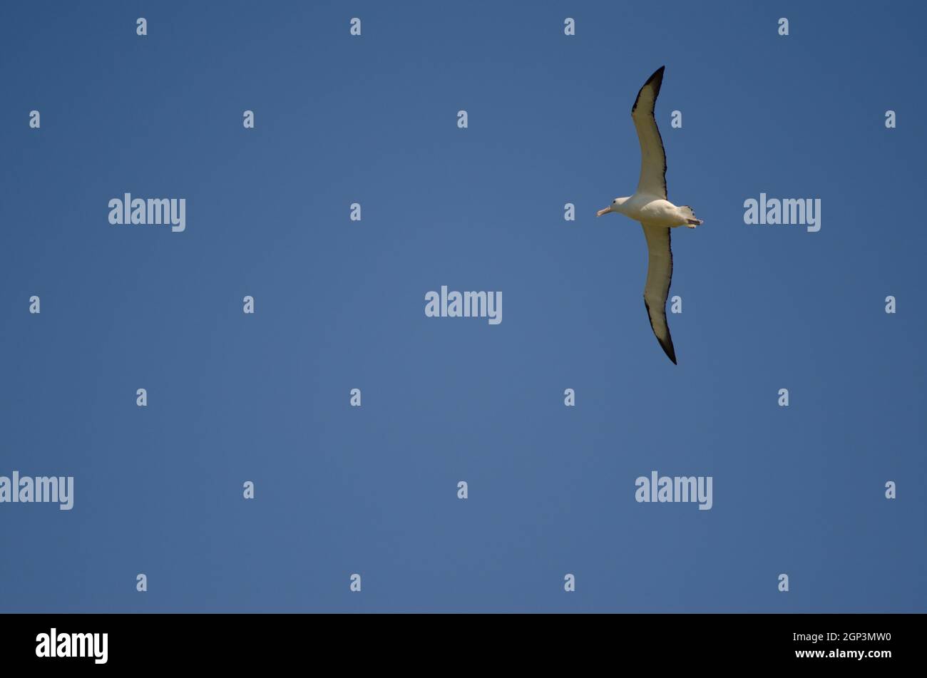 Northern royal albatross Diomedea sanfordi in flight. Taiaroa Head ...