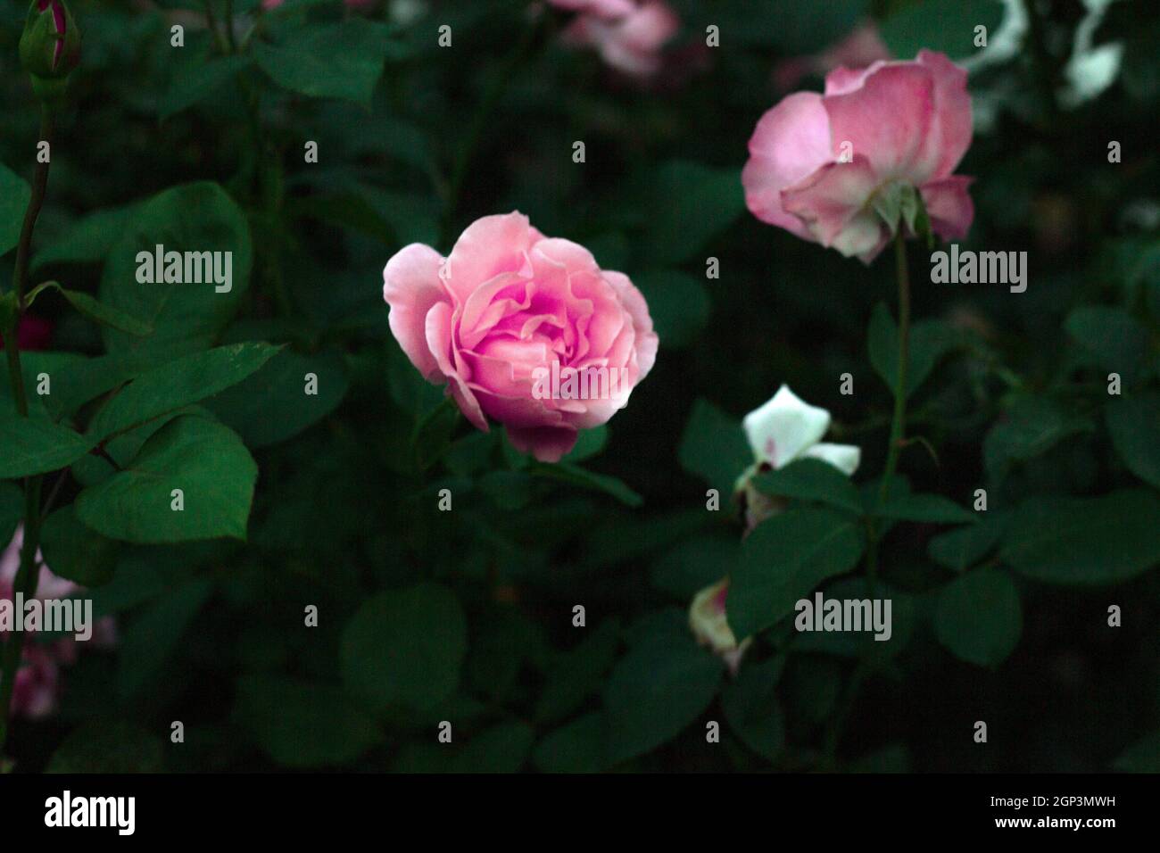 Focused one pink rose in the garden of roses Stock Photo - Alamy