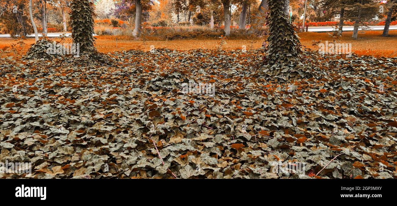 Autumn landscape picture, trees, and leaf, October - November Stock ...