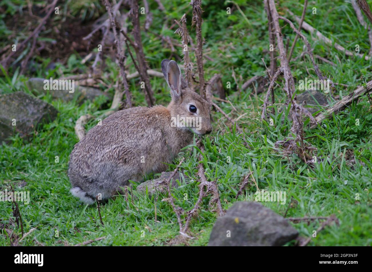 European rabbit Oryctolagus cuniculus. Pilots Beach. Taiaroa Head ...