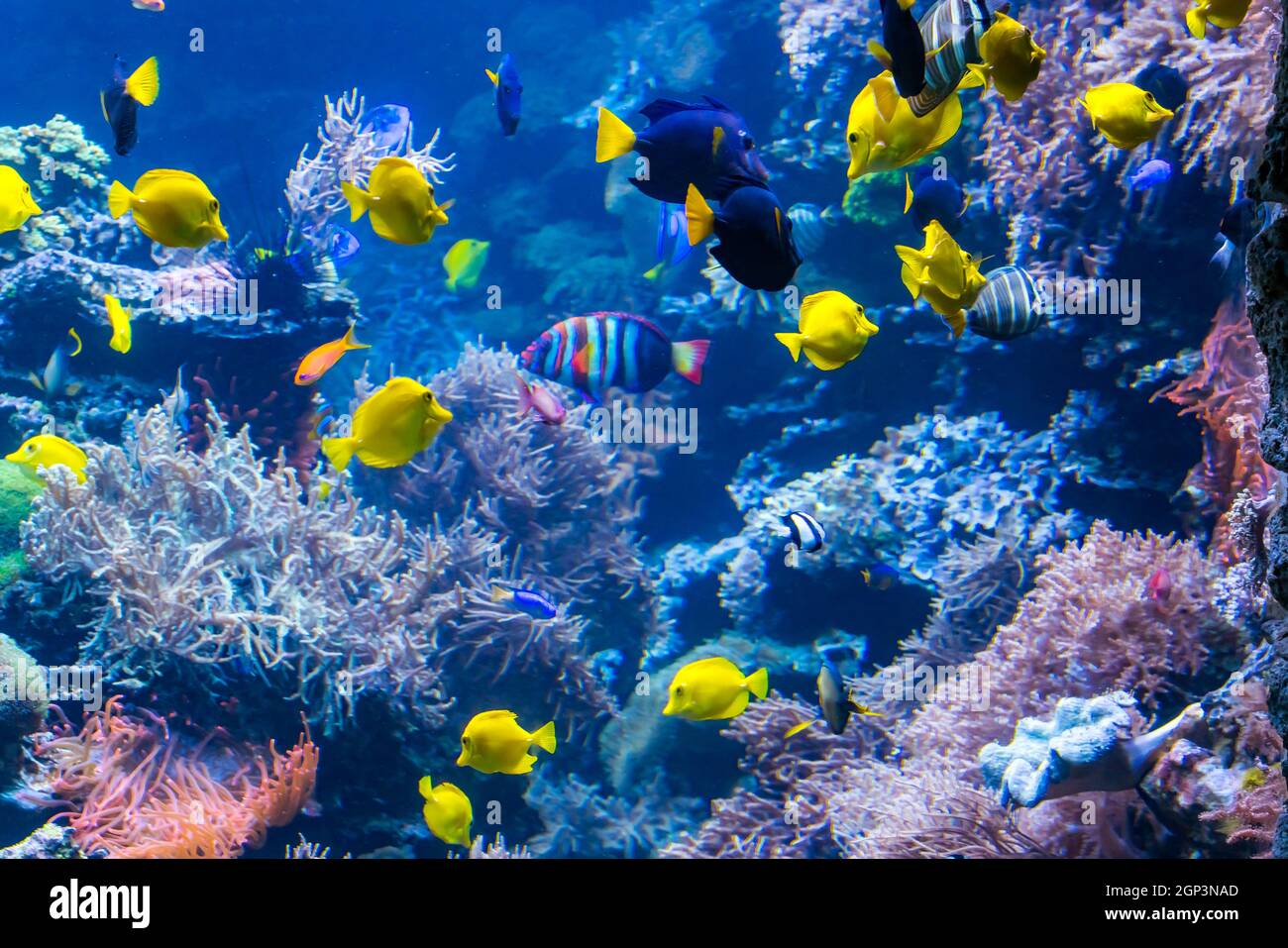 Underwater Scene With Coral Reef And Tropical Fish Stock Photo - Alamy