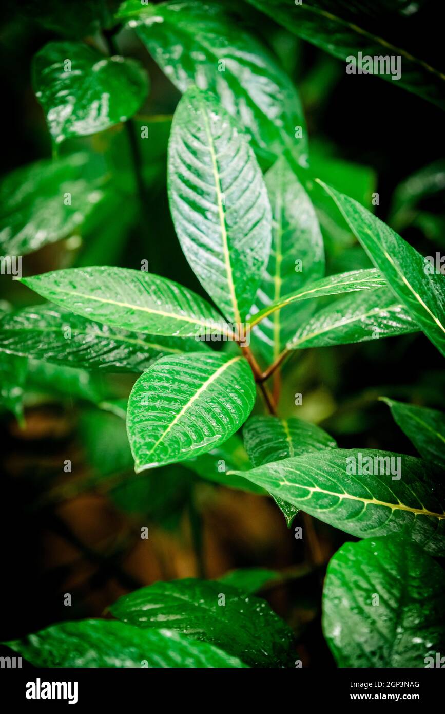 Rainforest with flowers and plants. Green leaves Stock Photo - Alamy