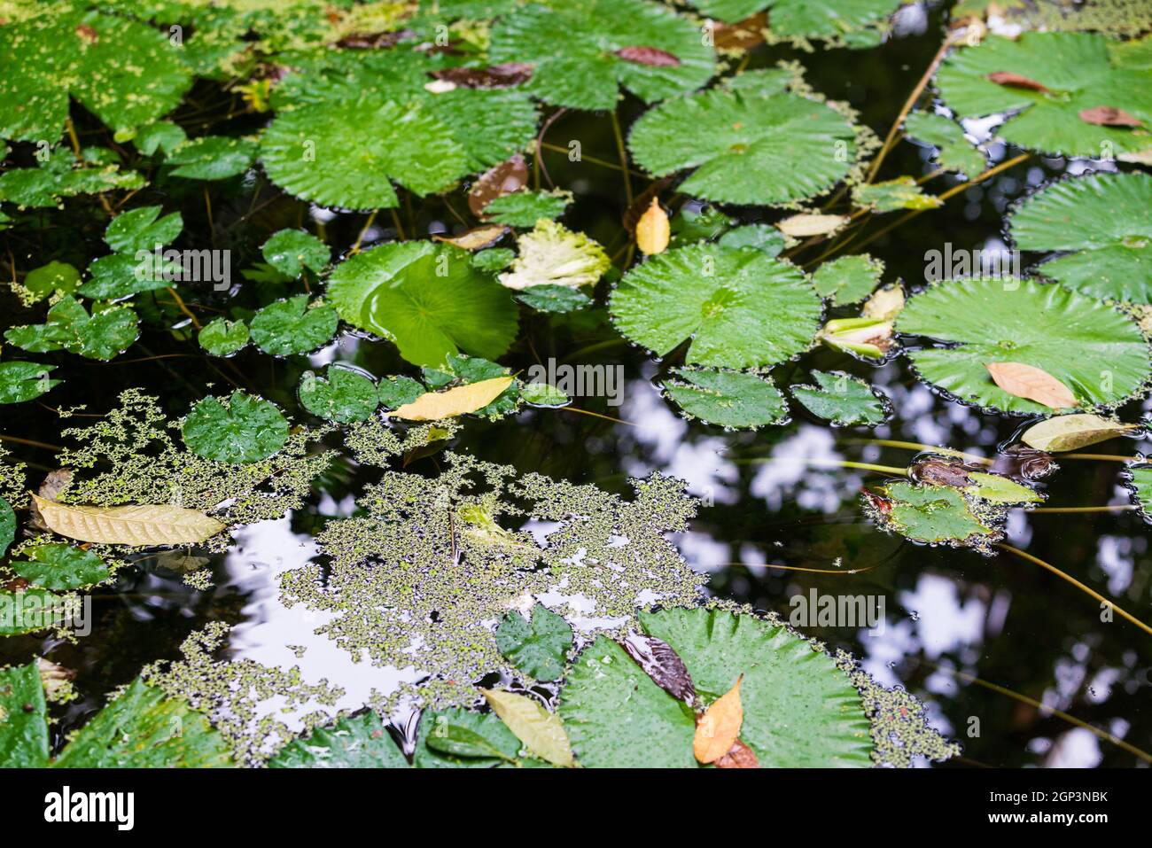 Covered with floating plants hi-res stock photography and images - Alamy