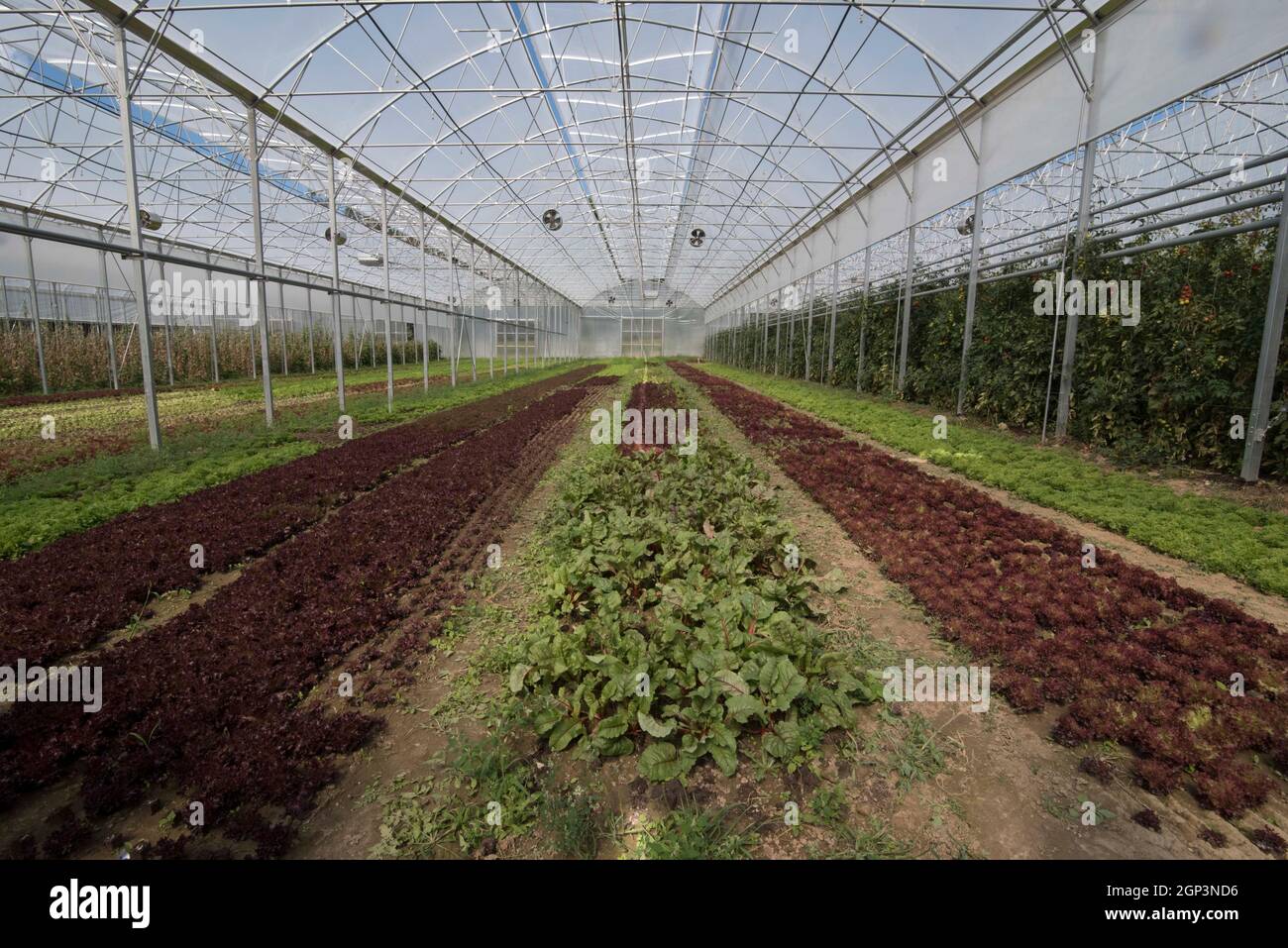 Glasshouse farming salad crops hi-res stock photography and images - Alamy