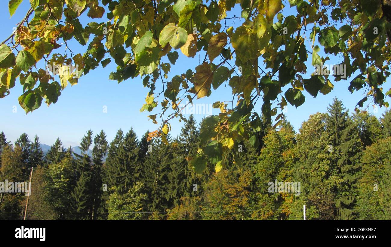 Temperate deciduous forests hi-res stock photography and images - Alamy
