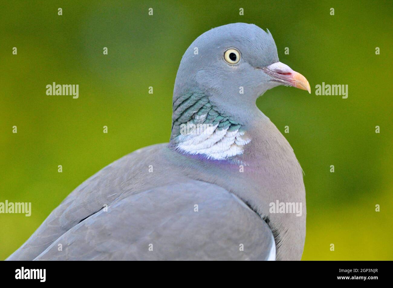 Close-up portrait of a Common Wood Pigeon in England, UK. Face portrait ...