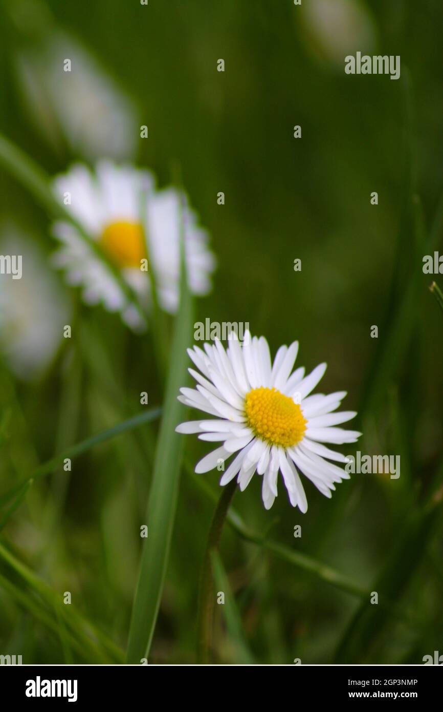 The daisy is a species of the daisy family Stock Photo - Alamy
