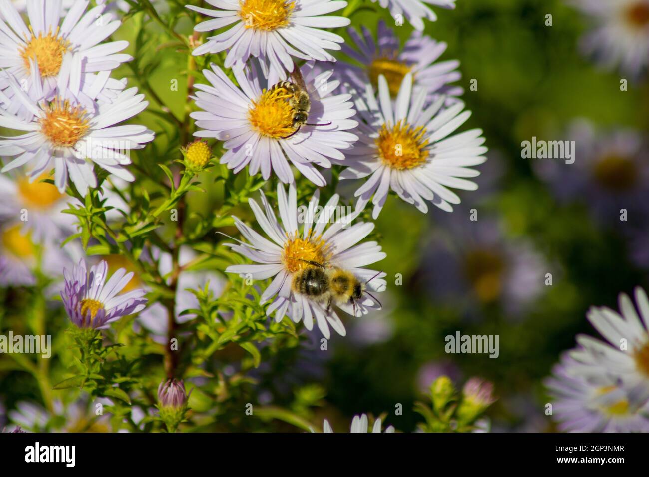 The daisy is a species of the daisy family Stock Photo - Alamy