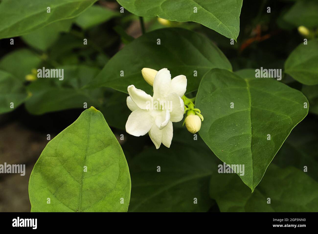 Jamine vine hi-res stock photography and images - Alamy