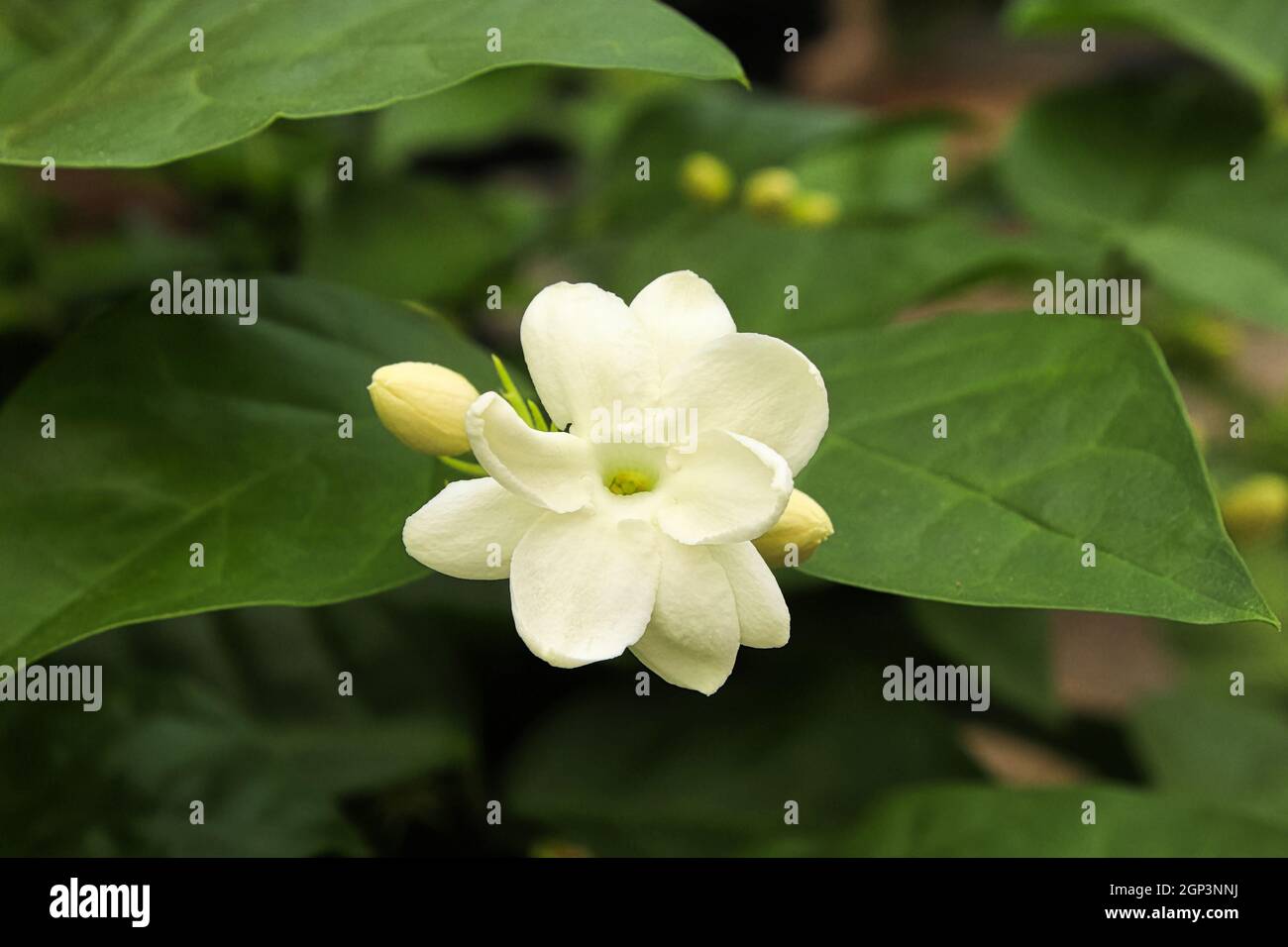 Jamine vine hi-res stock photography and images - Alamy