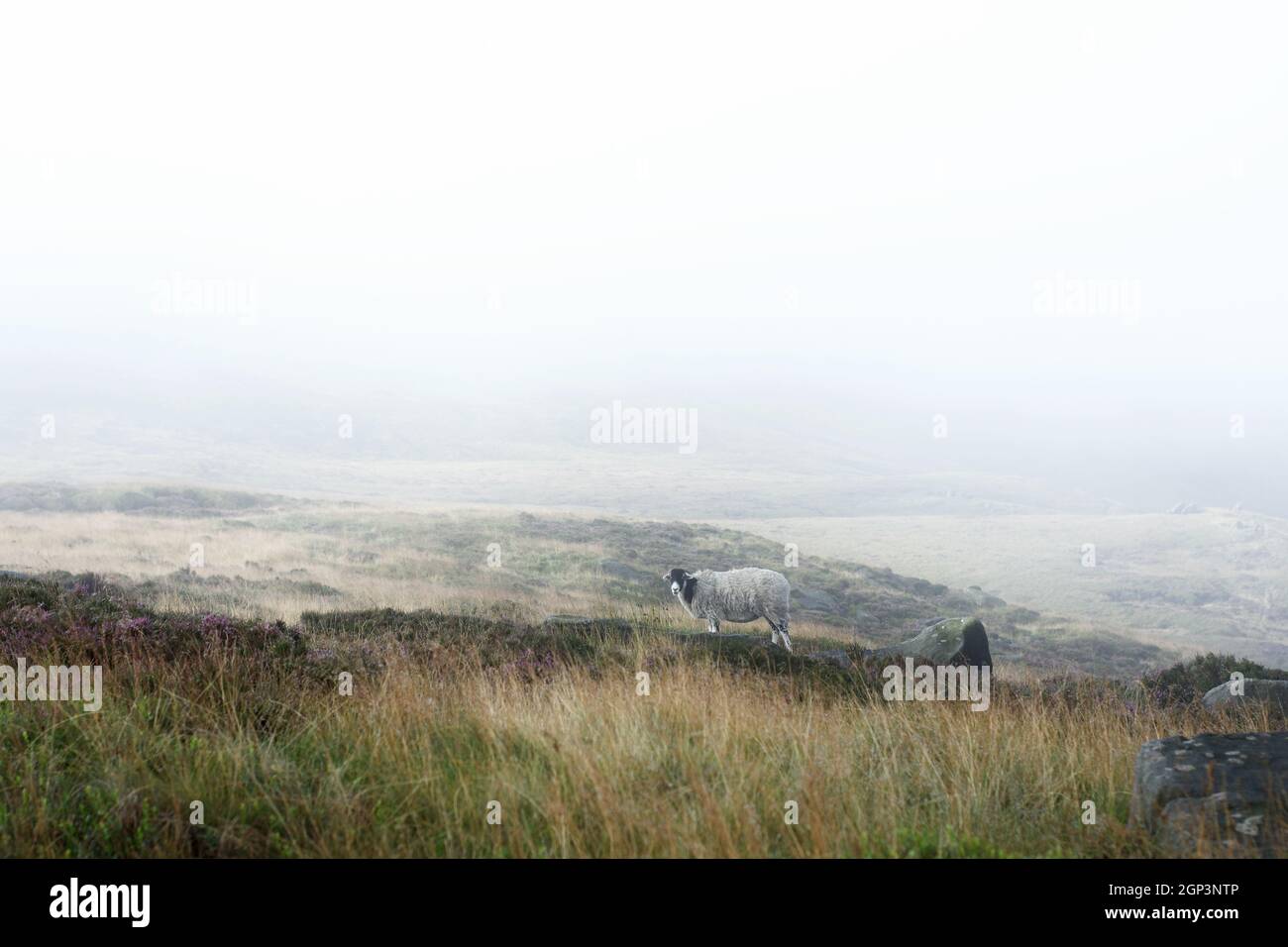 Sheep in the moorland of the Peak District National Park, Derbyshire ...