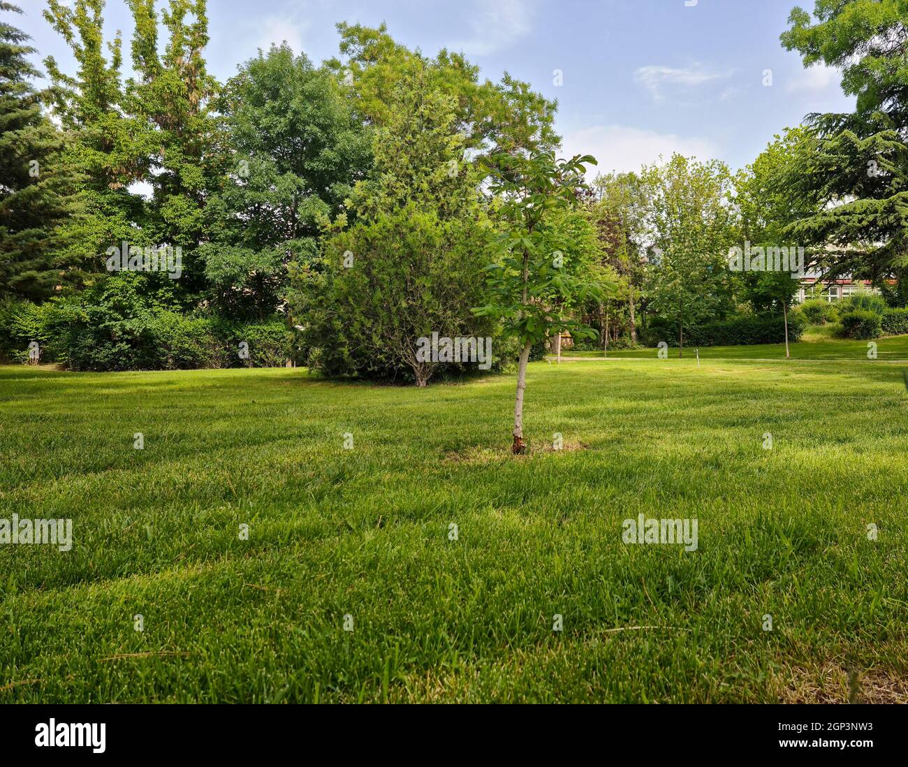 Green grass with trees in the park Stock Photo - Alamy