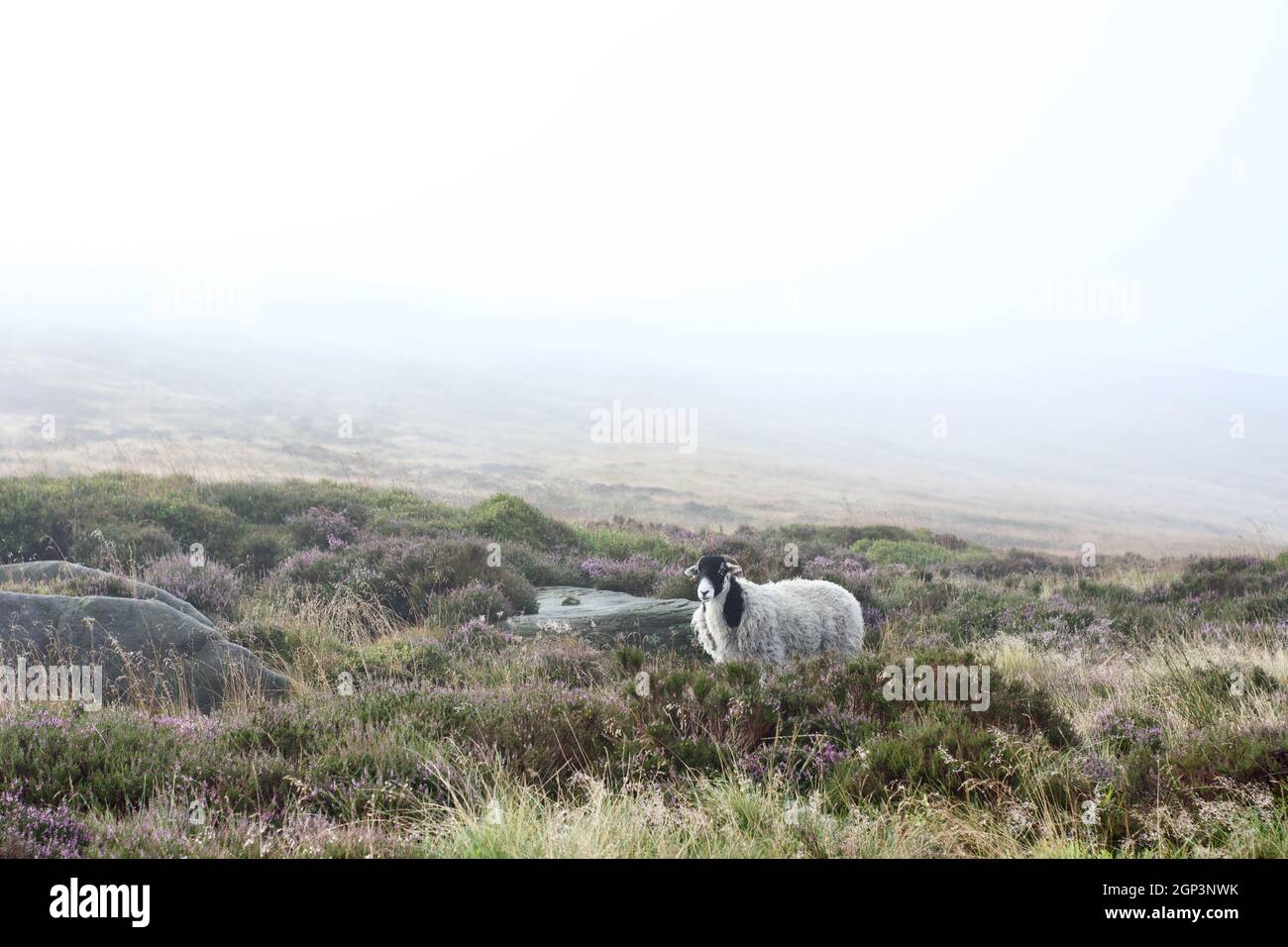 Sheep in the moorland of the Peak District National Park, Derbyshire ...